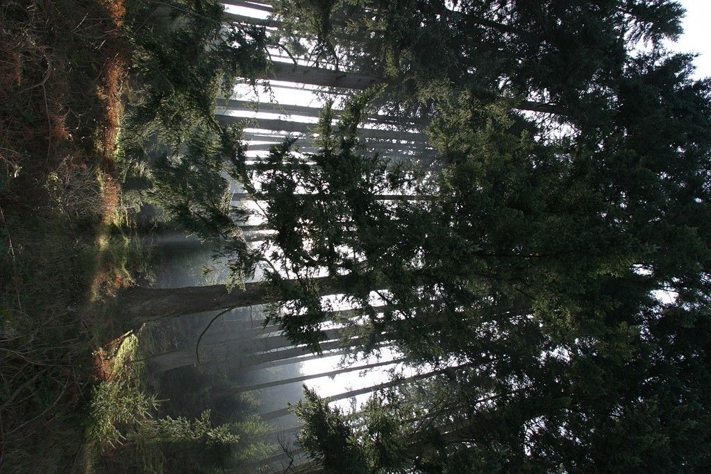 Canon EOS 10D specs and prices. Canon EOS 10D comparison with rivals.